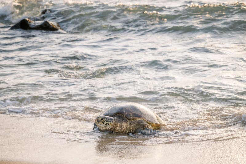 Sea Turtle on a Sandy Beach with Ocean Waves. Stock Image - Image of ...