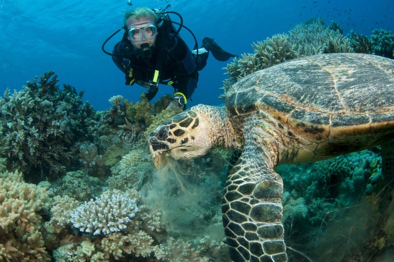 Sea Turtle with Scuba Diver Stock Image - Image of egypt, seascape ...