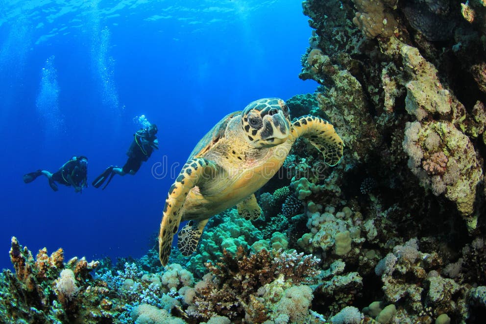 Sea Turtle and Scuba Divers Stock Image - Image of diver, animal: 26006793