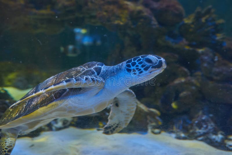 Sea Turtle Seen at the Aquarium Stock Image - Image of water, aquarium ...