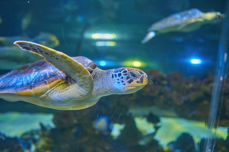 Sea Turtle Seen at the Aquarium Stock Photo - Image of animal ...