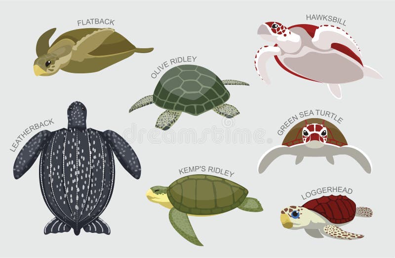 Sea Turtle Set Various Kind Identify Cartoon Vector-01 Vector ...