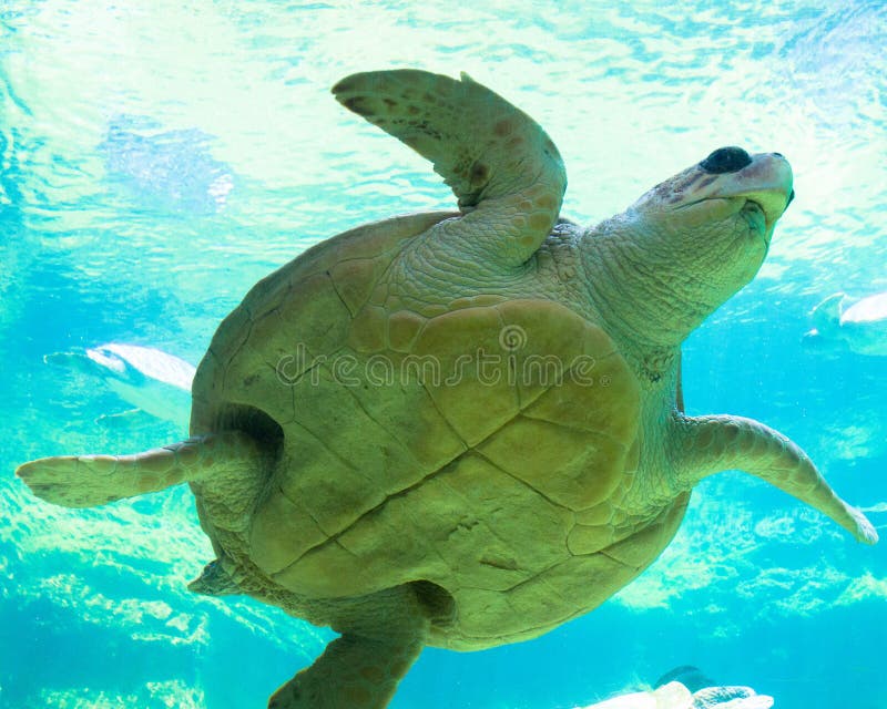 Green Sea Turtle Shell
