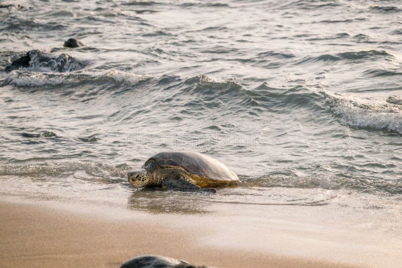 Sea Turtle on the Shore with Ocean Waves in the Background. Stock Photo ...