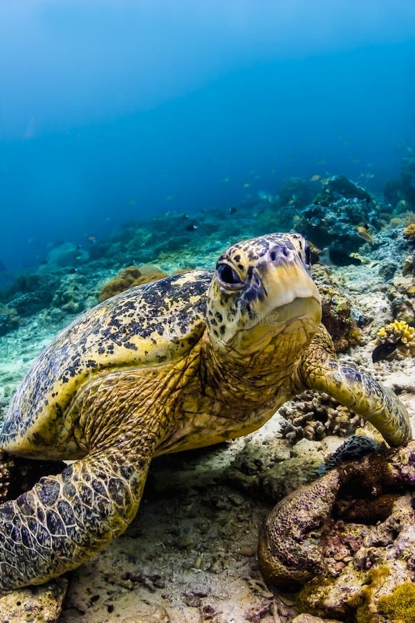 Sea Turtle Sitting on a Colorful Coral Reef in Sipadan, Malaysia Stock ...