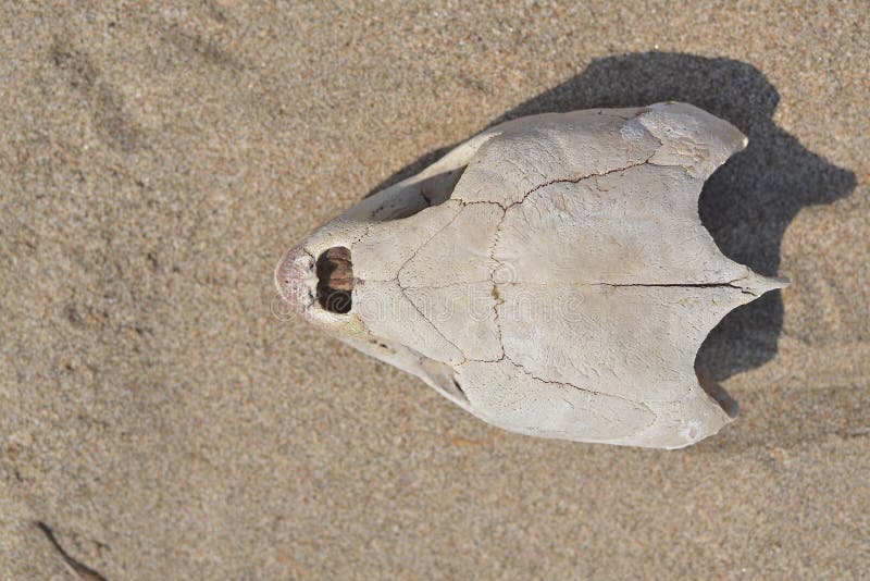 Sea Turtle skull stock photo. Image of beak, reptile - 50553610