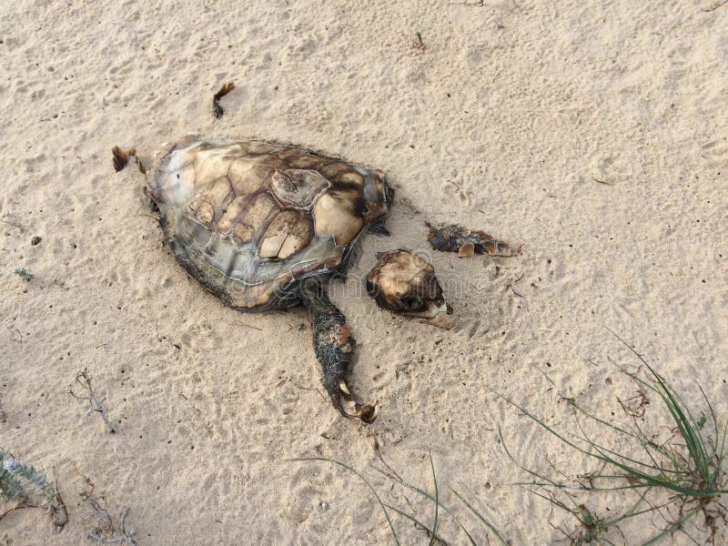 Sea turtle stock image. Image of turtle, portugal, stranded - 69861987