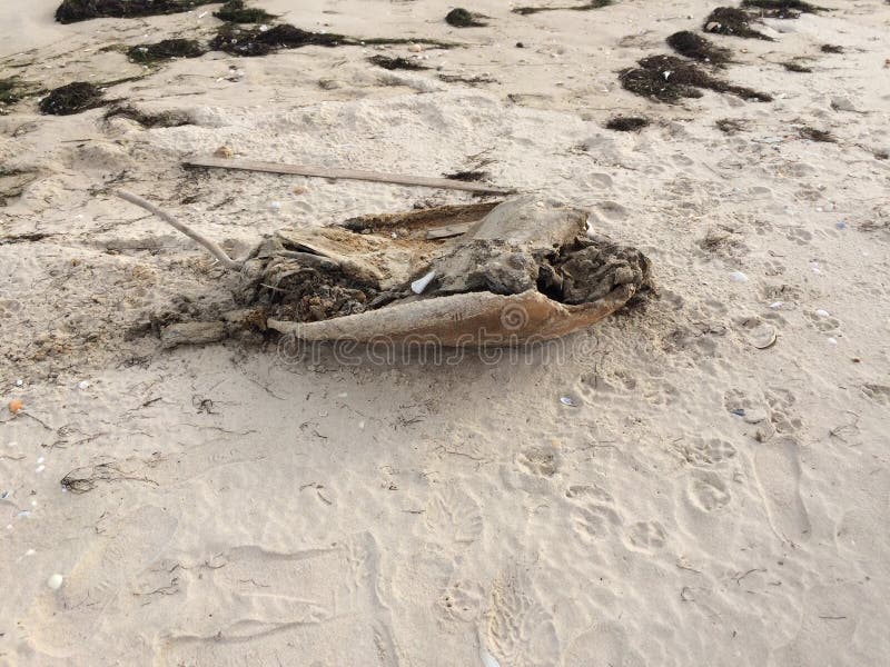 Sea turtle stock photo. Image of beach, stranded, turtle - 69861988