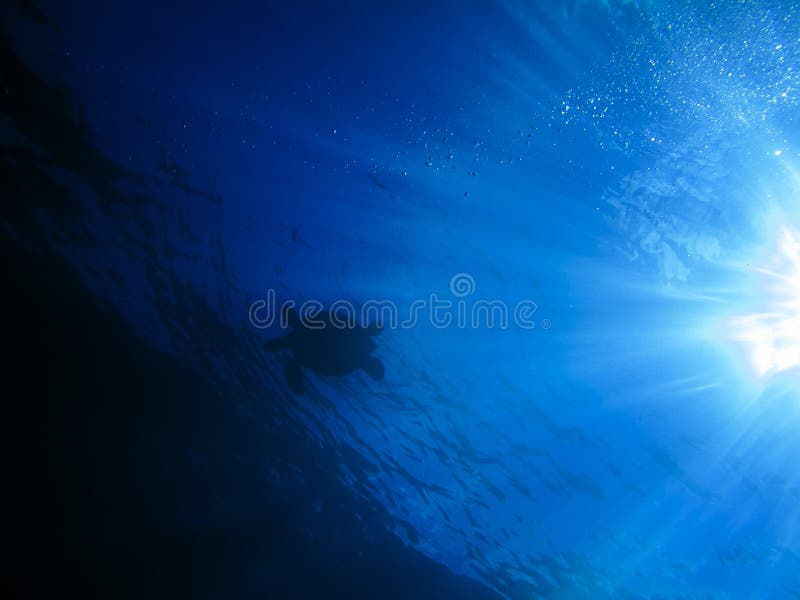 Sea turtle in the sun stock image. Image of dive, diver - 34849665
