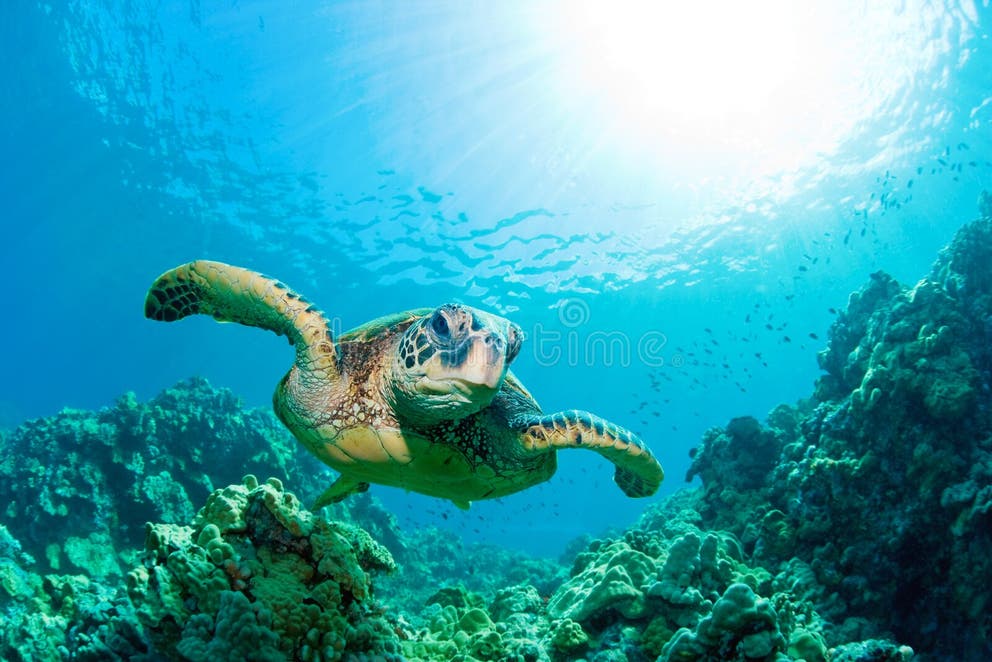 Sea turtle sunburst stock photo. Image of surface, peace - 10743288