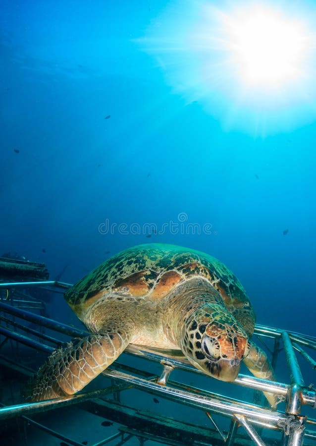124 Sunburst Turtle Stock Photos - Free & Royalty-Free Stock Photos ...