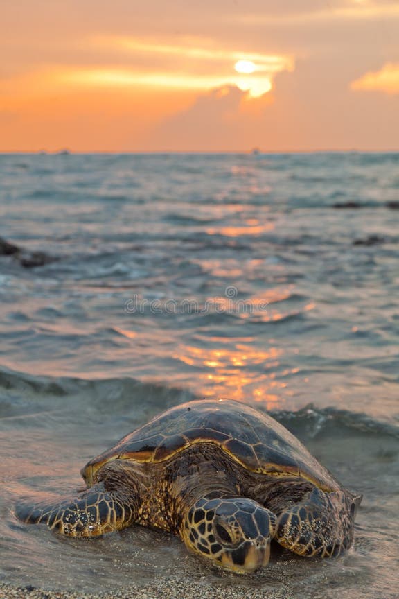 Sea Turtle during Sunset stock photo. Image of tropical - 16830860