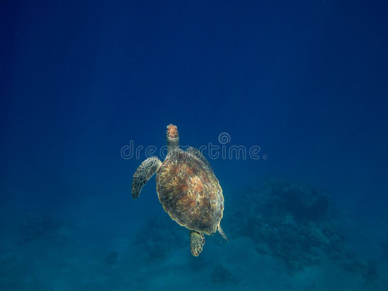 Sea turtle at the surface stock image. Image of clean - 29105209