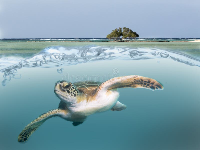 Sea Turtle Surfing Onto the Beach Stock Image - Image of coast, hawaii ...