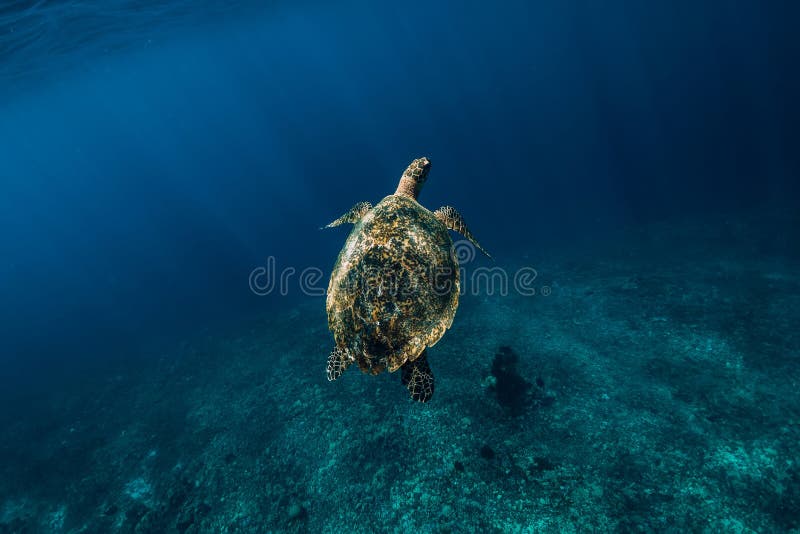 Sea Turtle Swim In Blue Ocean Green Sea Turtle Stock Image Image Of
