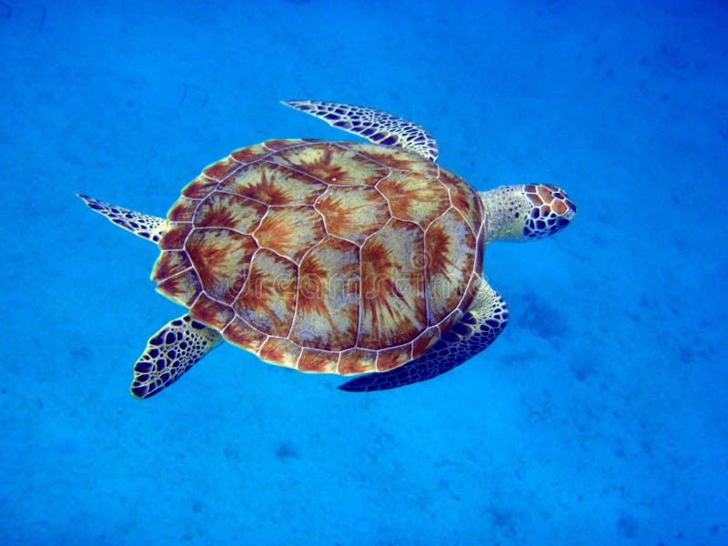 Sea Turtle Back View