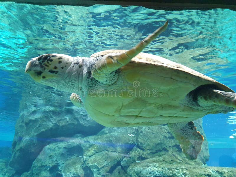 Sea turtle stock image. Image of turtle, alone, aquarium - 219219965