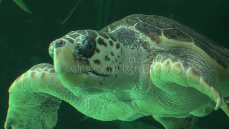 Reptiles and Sea Turtles stock photo. Image of oceans - 84017030