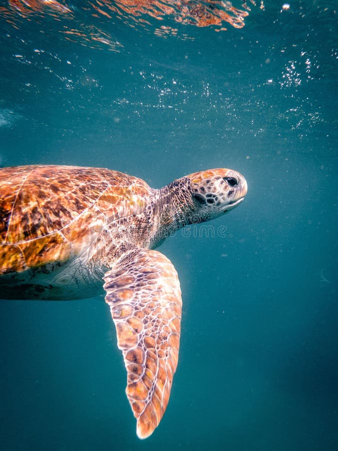 Sea Turtle Swimming in Crystal Clear Water Stock Image - Image of ...