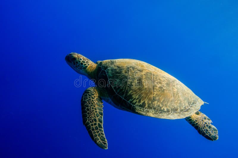 Sea Turtle Swimming in Deep Blue Sea Water in Egypt Stock Photo - Image ...
