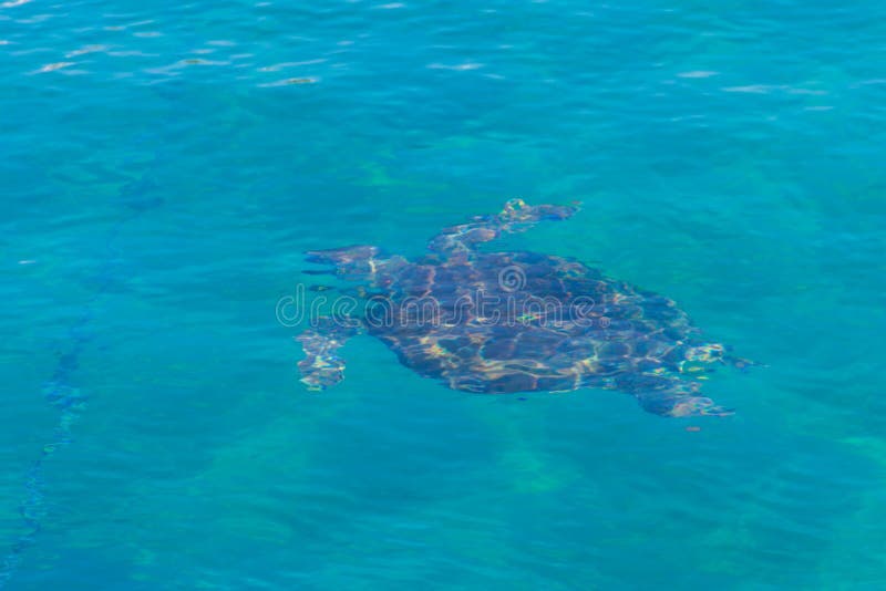 A Turtle in the Mediterranean Stock Image - Image of aegean ...
