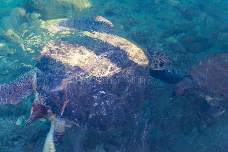 A Turtle in the Mediterranean Stock Image - Image of aegean ...