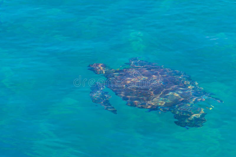 A Turtle in the Mediterranean Stock Image - Image of aegean ...