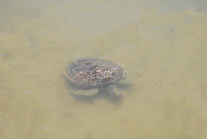 Sea Turtle Swimming in Muddy Waters of Bali Stock Photo - Image of ...