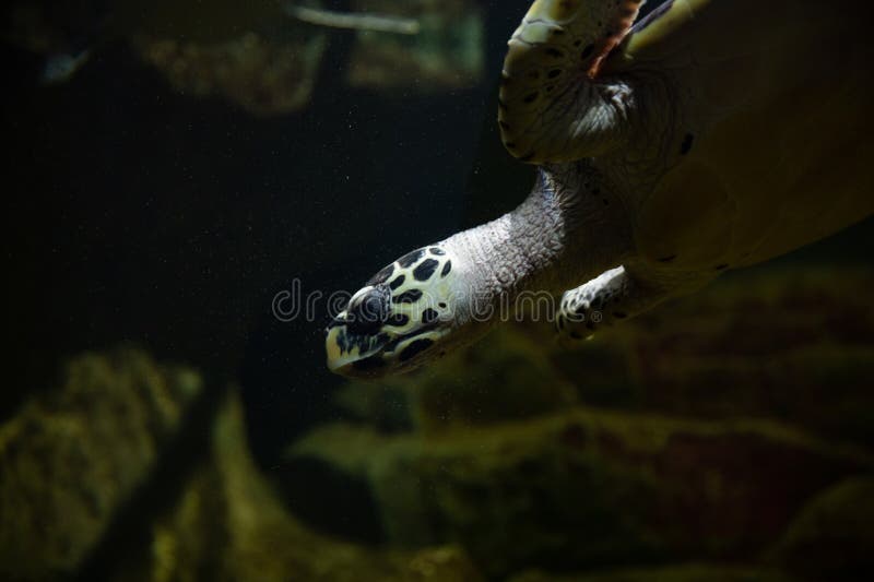 Sea Turtle Swimming in Murky Dark Ocean Water Stock Photo - Image of ...