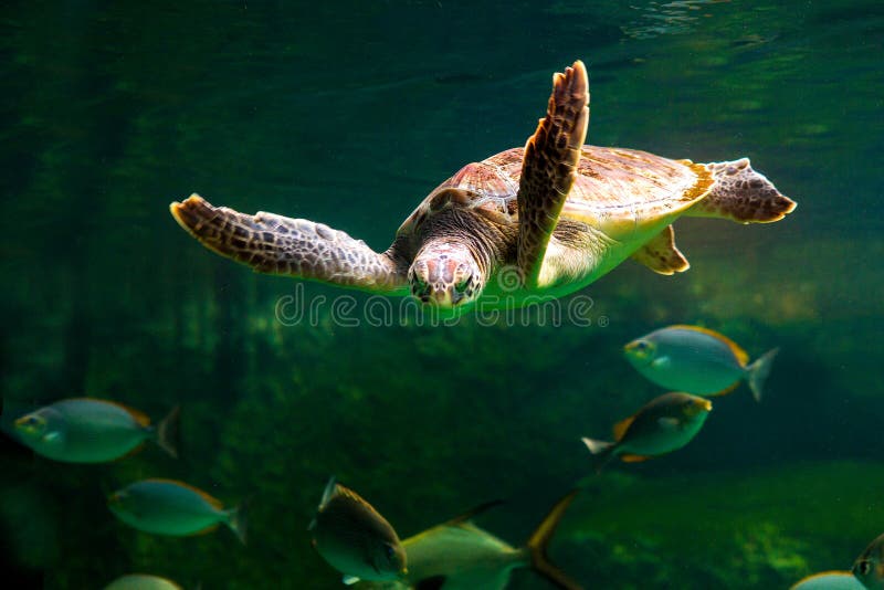 Sea Turtle Swimming in Museum Aquarium. Stock Photo - Image of dive ...