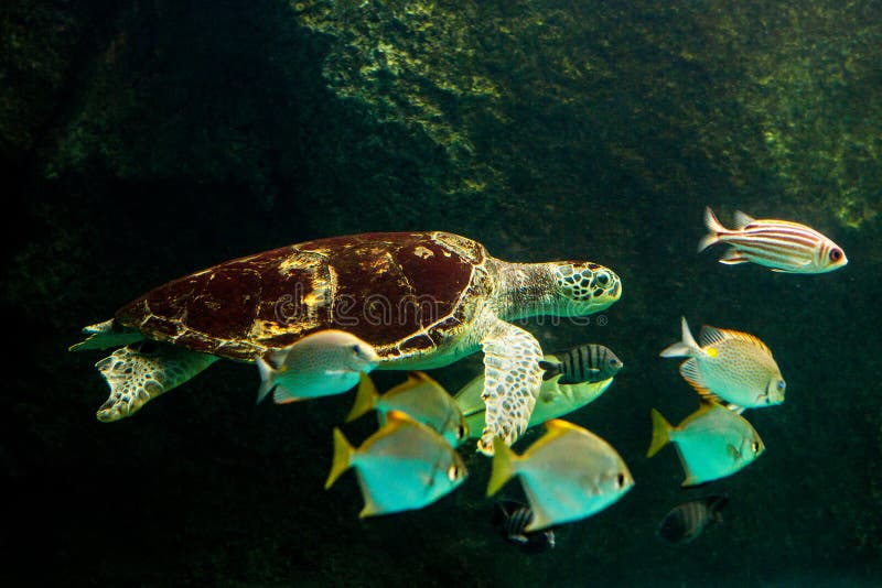 Sea Turtle Swimming in Museum Aquarium. Stock Photo - Image of snorkel ...