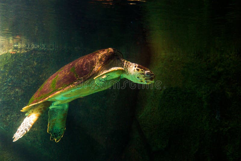 Sea Turtle Swimming in Museum Aquarium. Stock Photo - Image of reef ...