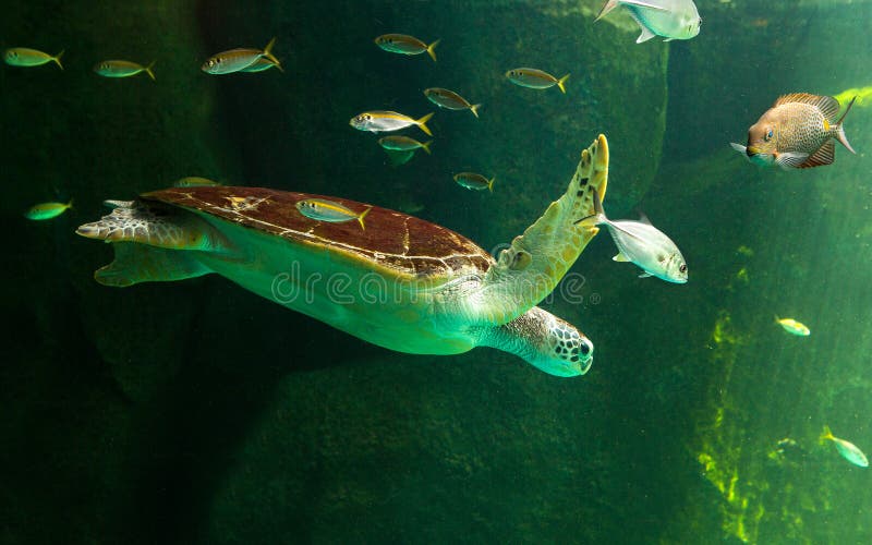 Sea Turtle Swimming in Museum Aquarium. Stock Image - Image of aquarium ...