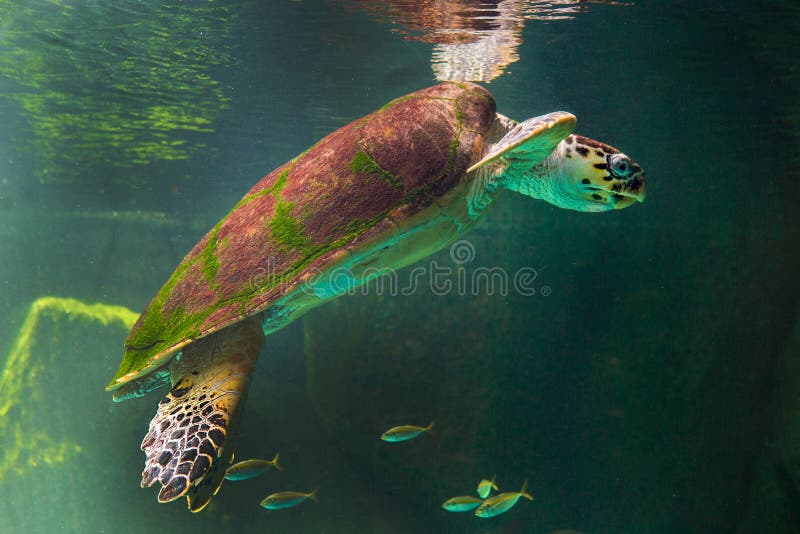 Sea Turtle Swimming in Museum Aquarium. Stock Image - Image of beach ...