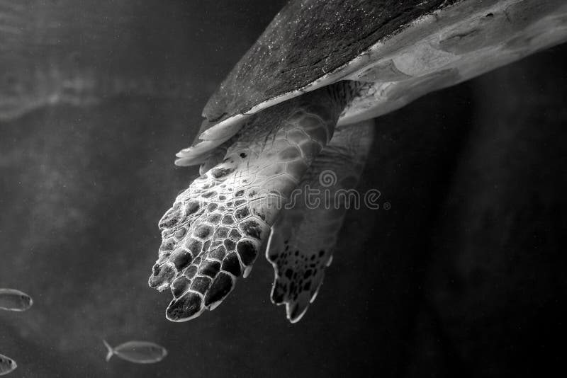 Sea Turtle Swimming in Museum Aquarium. Stock Image - Image of animal ...