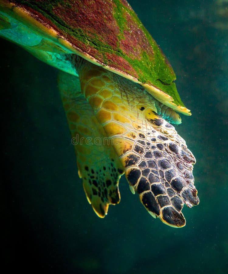 Sea Turtle Swimming in Museum Aquarium. Stock Photo - Image of beach ...