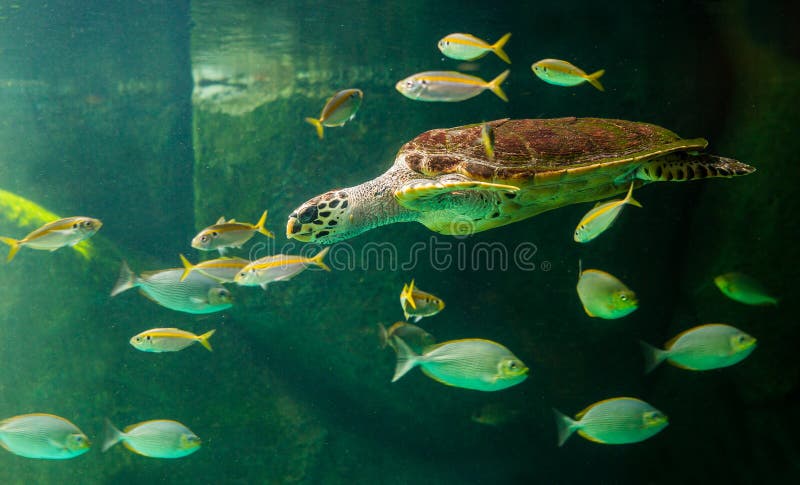 Sea Turtle Swimming in Museum Aquarium. Stock Photo - Image of marine ...