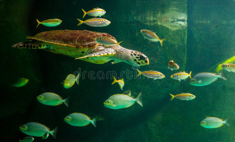 Sea Turtle Swimming in Museum Aquarium. Stock Photo - Image of ...