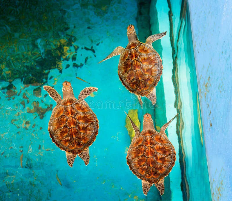 Sea Turtle Swimming in Museum Aquarium. Stock Image - Image of chelonia ...