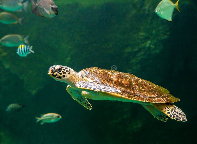 Sea Turtle Swimming in a Museum Aquarium. Stock Image - Image of ...