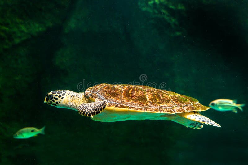 Sea Turtle Swimming in a Museum Aquarium. Stock Photo - Image of dive ...