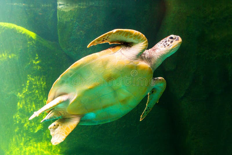 Sea Turtle Swimming in Museum Aquarium. Stock Photo - Image of gentle ...
