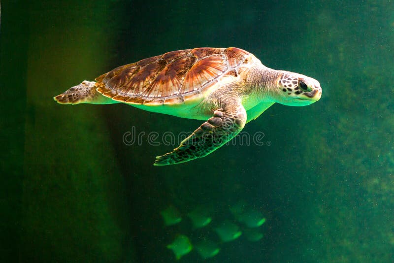 Sea Turtle Swimming in Museum Aquarium. Stock Image - Image of green ...