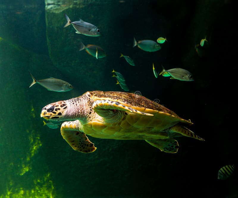 Sea Turtle Swimming in a Museum Aquarium. Stock Photo - Image of ...