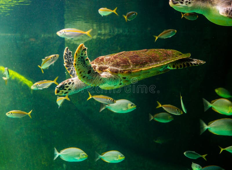 Sea Turtle Swimming in a Museum Aquarium. Stock Photo - Image of marine ...