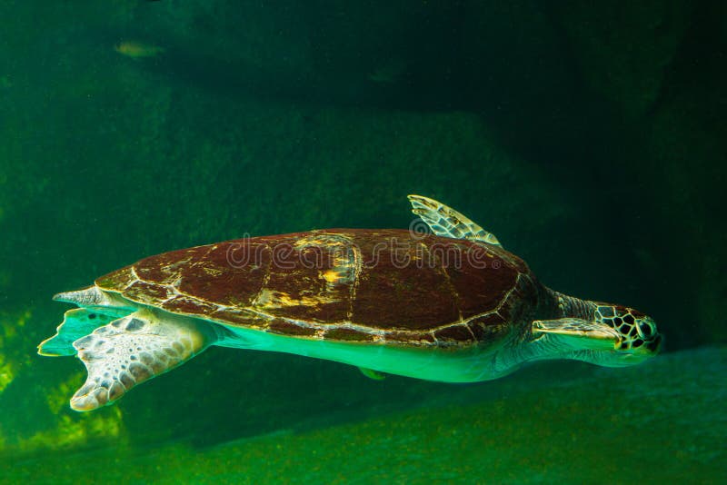 Sea Turtle Swimming in a Museum Aquarium. Stock Photo - Image of marine ...