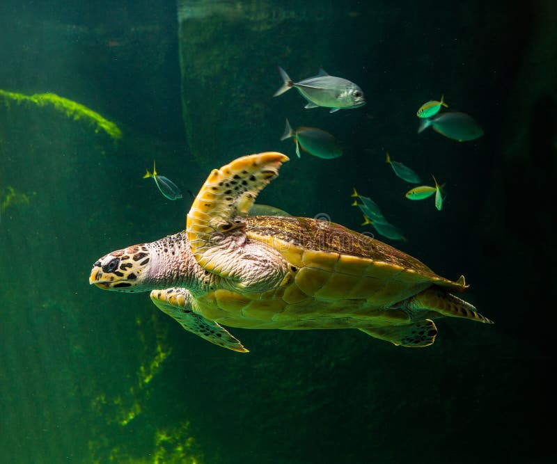 Sea Turtle Swimming in a Museum Aquarium. Stock Image - Image of ...