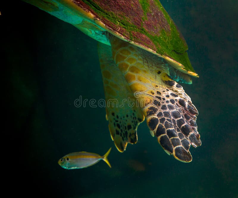 Sea Turtle Swimming in a Museum Aquarium. Stock Image - Image of shell ...