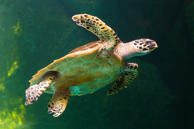 Sea Turtle Swimming in a Museum Aquarium. Stock Image - Image of ...