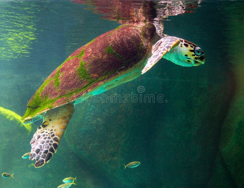 Sea Turtle Swimming in a Museum Aquarium. Stock Image - Image of ...